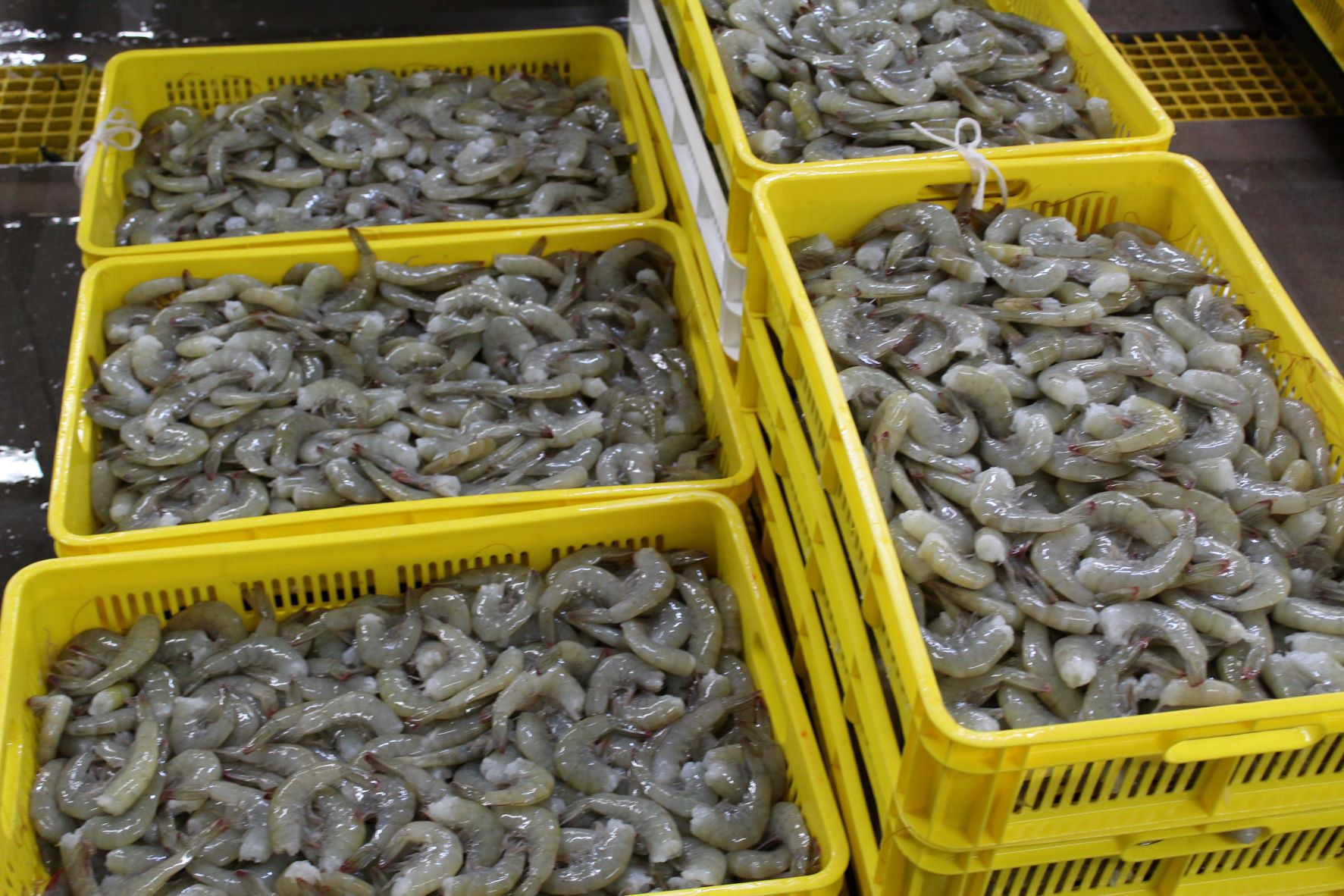 Planta Genitech – Genitech Comercial