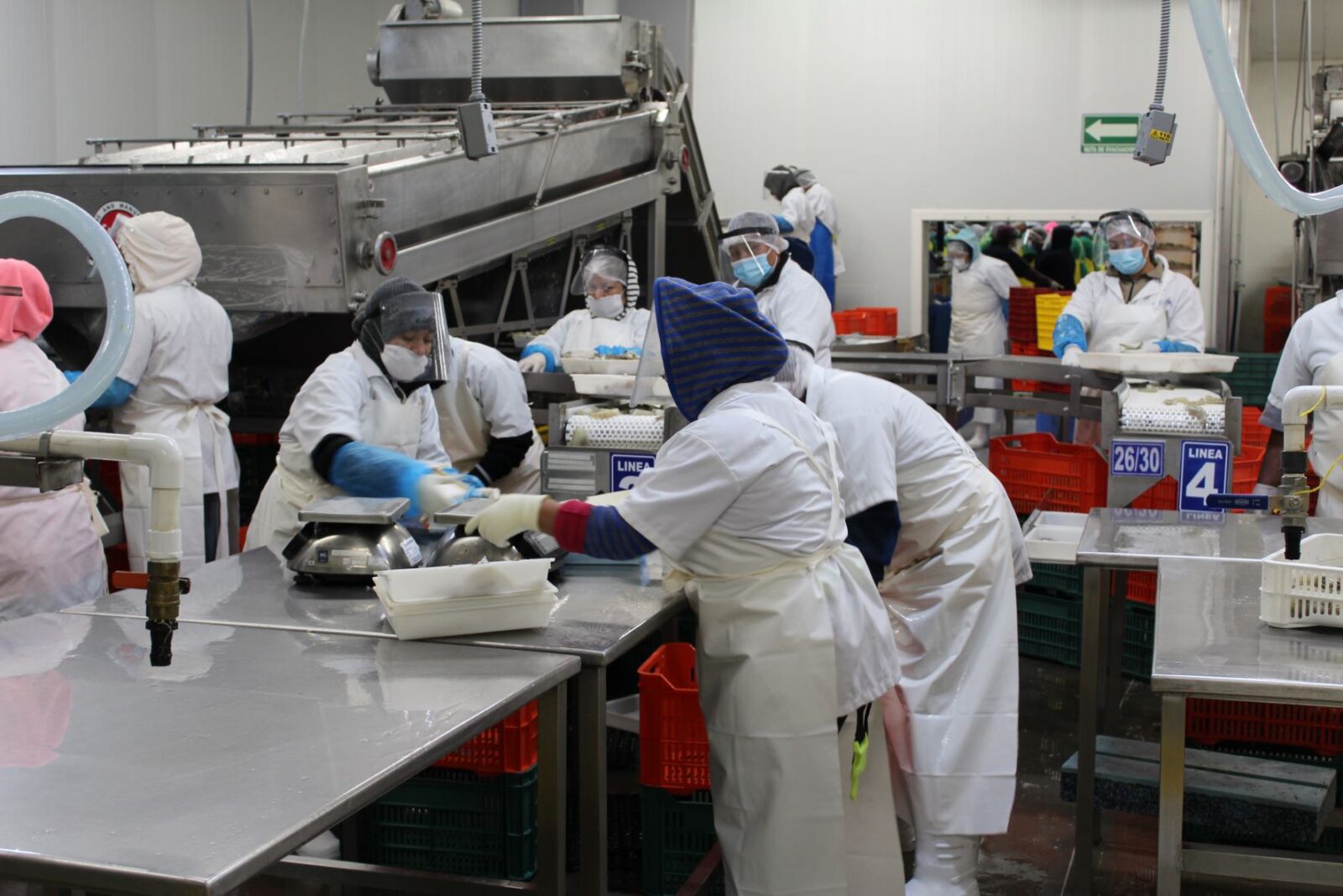 Planta Genitech – Genitech Comercial